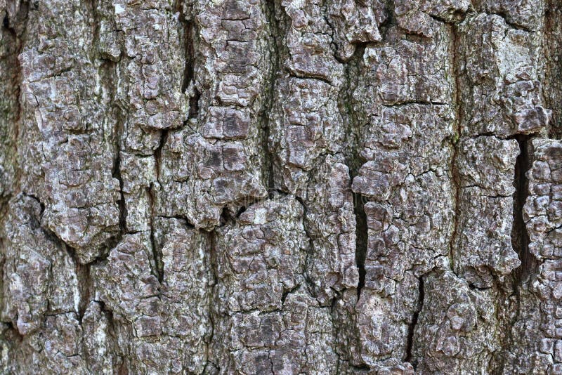 Close Up Surface of Tree Bark in a Forest in High Resolution Stock ...