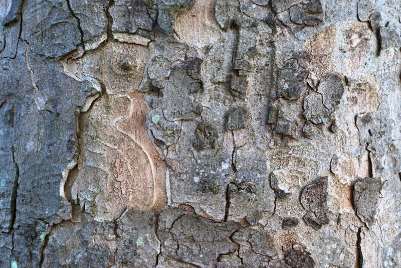 Close Up Surface of Tree Bark in a Forest in High Resolution Stock ...