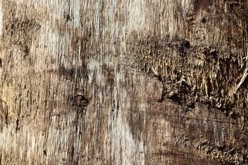 Close Up Surface of Tree Bark in a Forest in High Resolution Stock ...