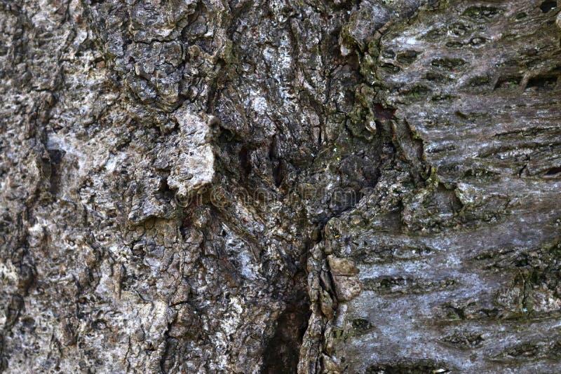 Close Up Surface of Tree Bark in a Forest in High Resolution Stock ...