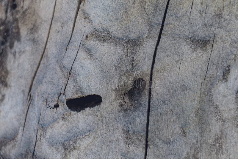 Close-up Surface of the Trunk of a Dead Dead Tree with Bark Coming Off ...