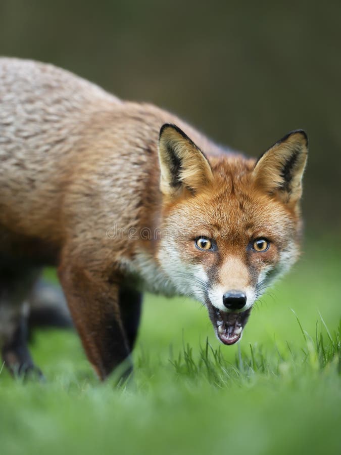 Close Up of a Surprised Red Fox Standing in Grass Stock Photo - Image ...