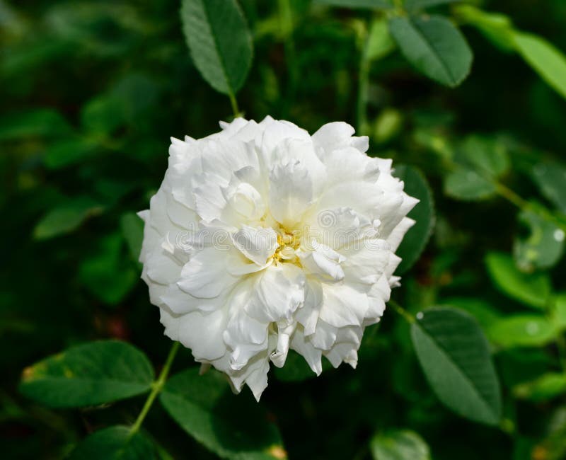 Rose Williams Stock Photos - Free & Royalty-Free Stock Photos from ...