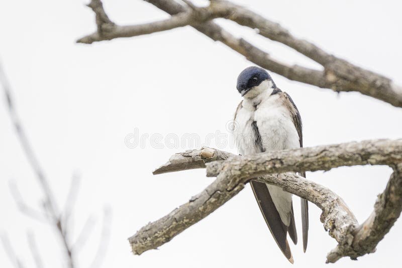 Close Up of a Swallow Bird in a Tree Stock Photo - Image of amazing ...
