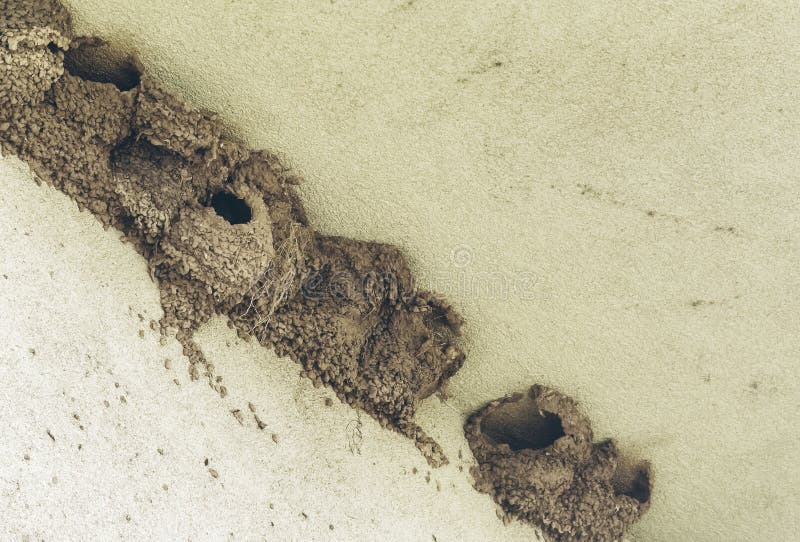 Swallow Nests on Building – Bird Nesting and Spring Wildlife Activity ...