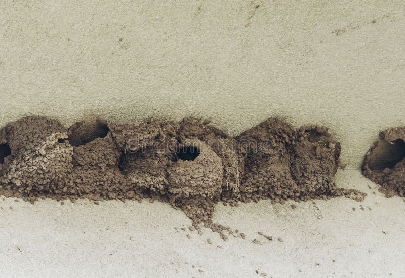 Swallow Nests Building Bird Nesting Spring Wildlife Activity Stock ...