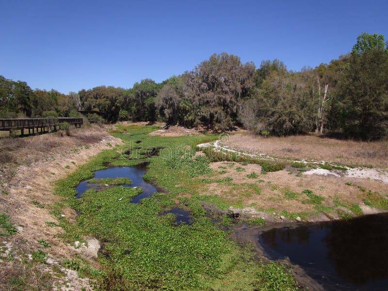 Close Up Swamp in Florida stock image. Image of swimming - 89160387