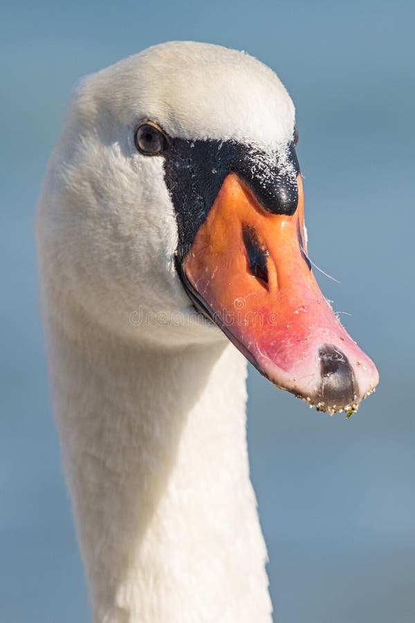 Swan close-up stock image. Image of elegant, lake, romance - 103055309