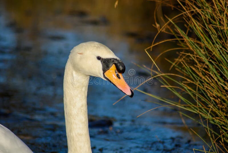 Close up of a swan stock image. Image of feather, landscape - 230540869