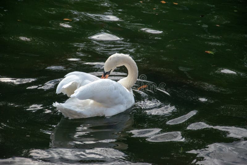 Close Up of Swan (Cygnus) on Calm Water. Stock Photo - Image of ...
