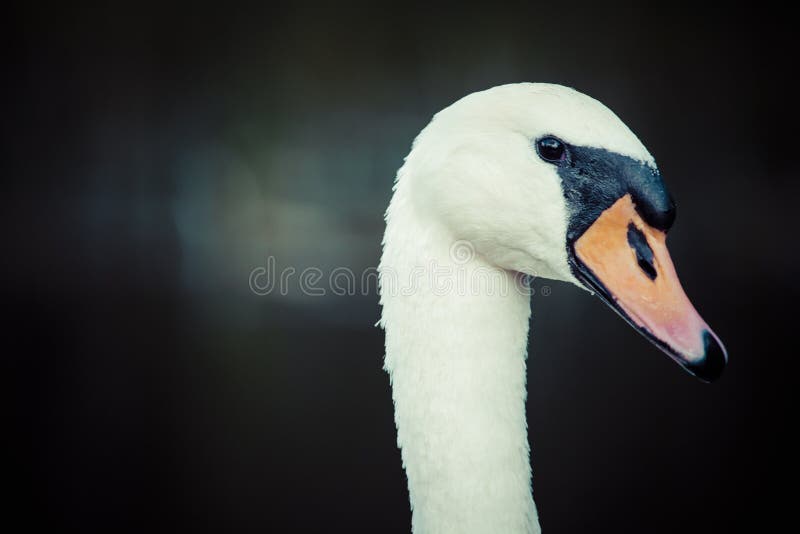 Close-up of Swan Head Looking Stock Image - Image of head, orange: 58019279