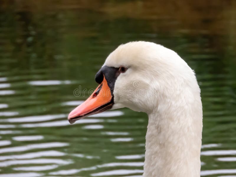Close-up of a Swan Looking To the Left Stock Image - Image of calm ...
