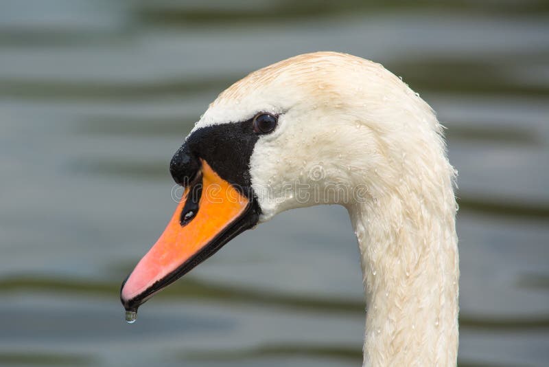 Close up of a Swan stock image. Image of africa, elegant - 33291941