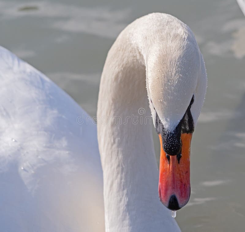 Close-up of the Swan S Head Stock Photo - Image of detailed, elegant ...