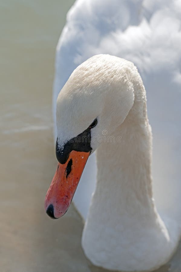 Close-up of the Swan S Head Stock Image - Image of birdwatching, detail ...