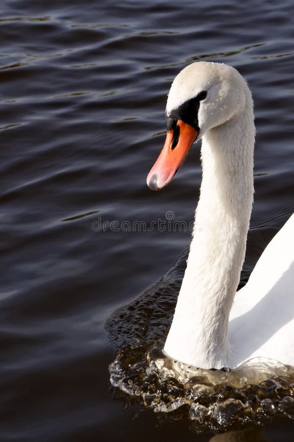 Close-Up of Swan S Neck and Head Right Stock Image - Image of wings ...