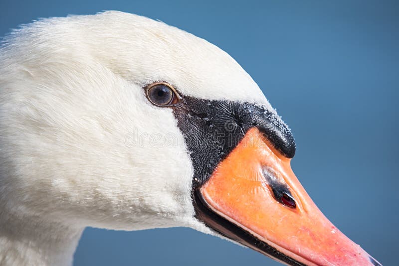 Swan close-up stock image. Image of outdoor, lake, portrait - 103055589