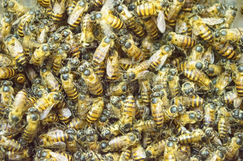 Swarm of bees stock photo. Image of hive, queen, insect - 121804