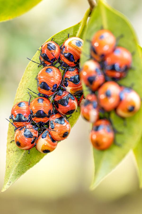 Tea Seed Bug Stock Photos - Free & Royalty-Free Stock Photos from ...