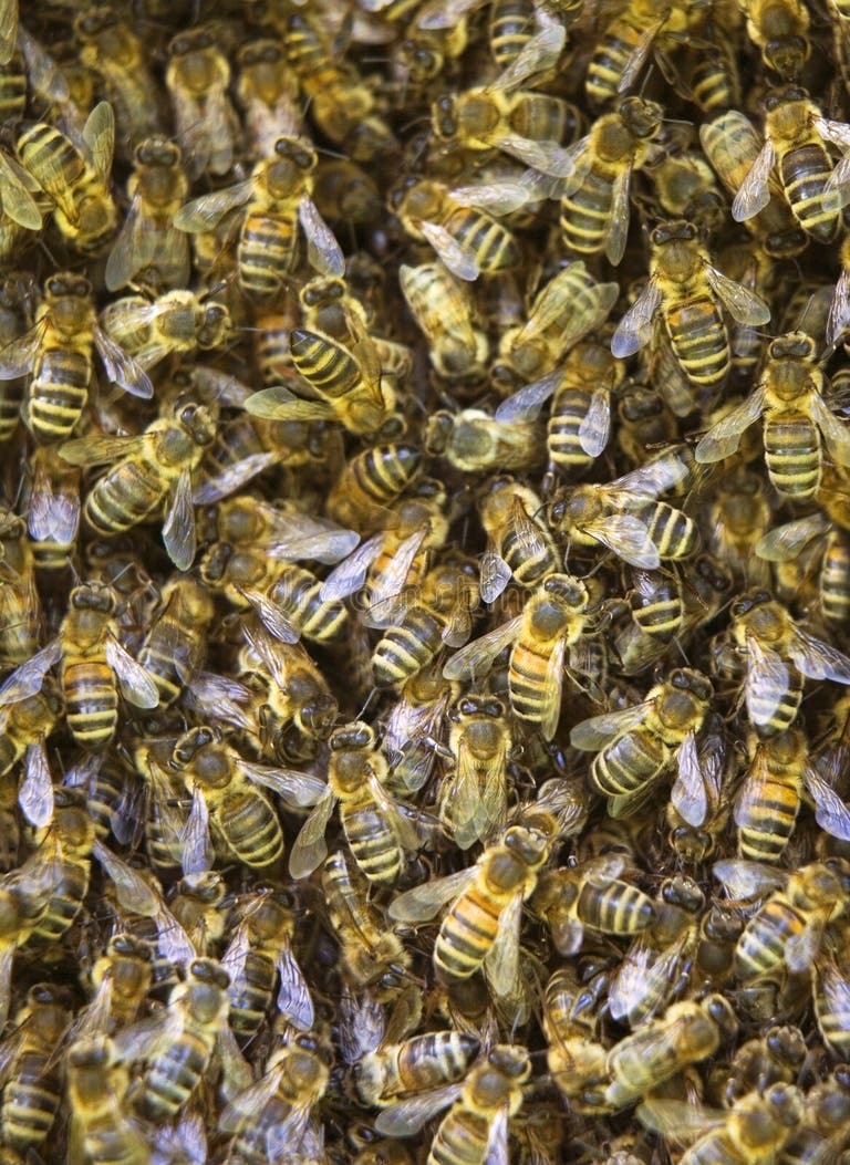 3,038 Teamwork Bees Stock Photos - Free & Royalty-Free Stock Photos ...
