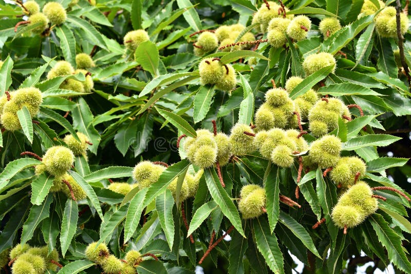 Sweet Chestnuts Growing on a Tree Stock Image - Image of october ...