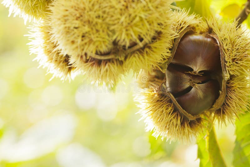 Leaves of a chestnut tree stock image. Image of composition - 865711