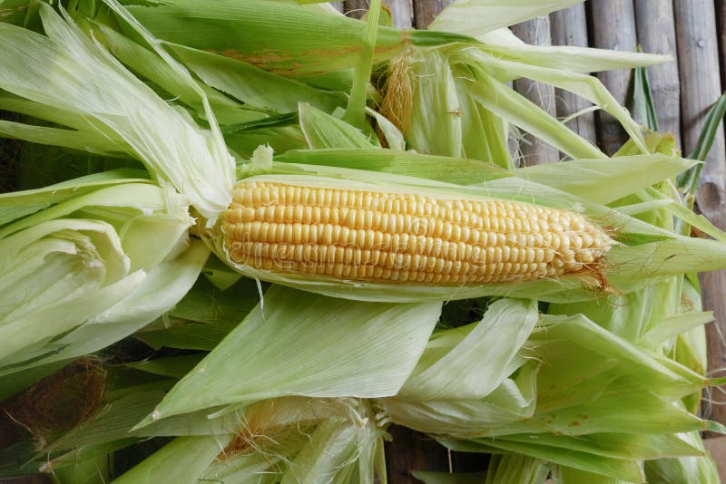 Close Up Sweet Corn on the Corn Peel Stock Image - Image of diet, green ...