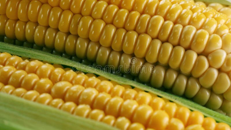 Close Up of a Sweet Corn Cob. 4k Footage Stock Footage - Video of maize ...