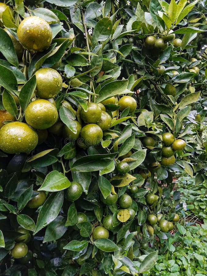 A Close-up of a Sweet Orange Tree with Lots of Fruit and Lush Leaves ...