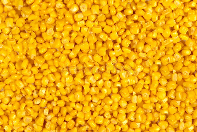 Close up of Sweetcorn. stock image. Image of yellow - 242997419