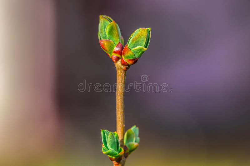 Close-up Swelling Buds and Small Leaves of a Young Plant Stock Image ...