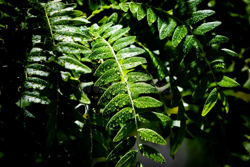 Close Up of Sycamore Leaves on a Tree Stock Image - Image of branch ...