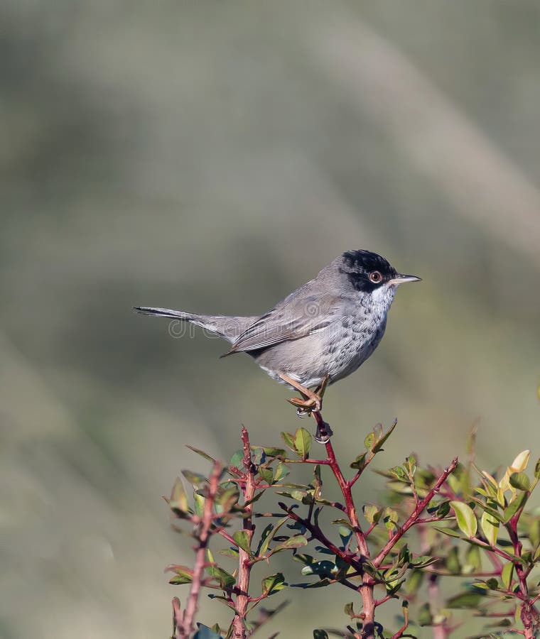 Close Up of Sylvia Melanothorax Cyprus Warbler Stock Image - Image of ...