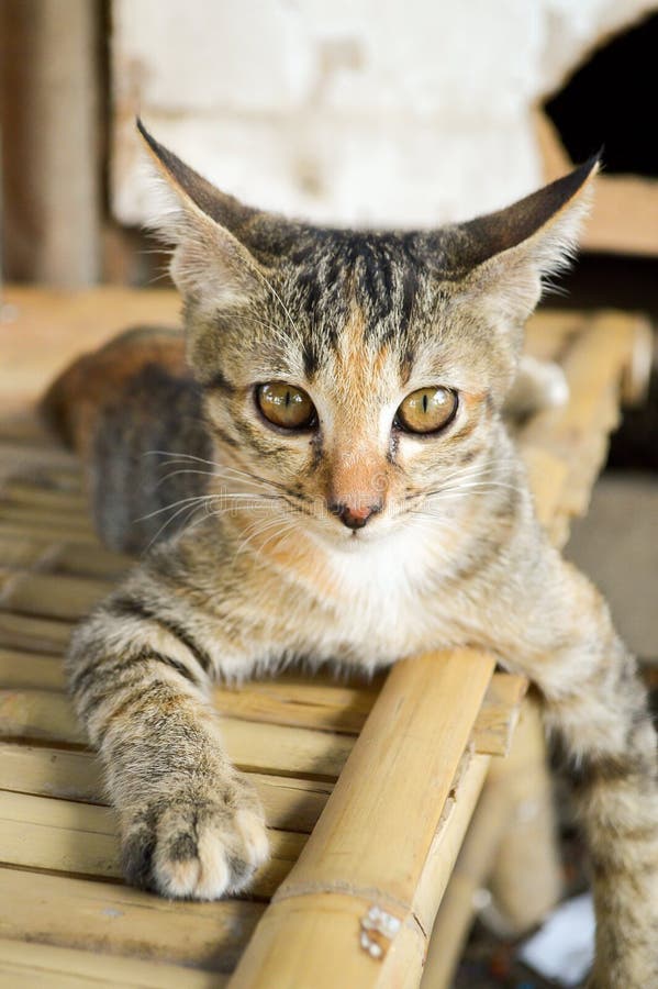 Tabby cat on bamboo floor stock photo. Image of thailand - 110505002