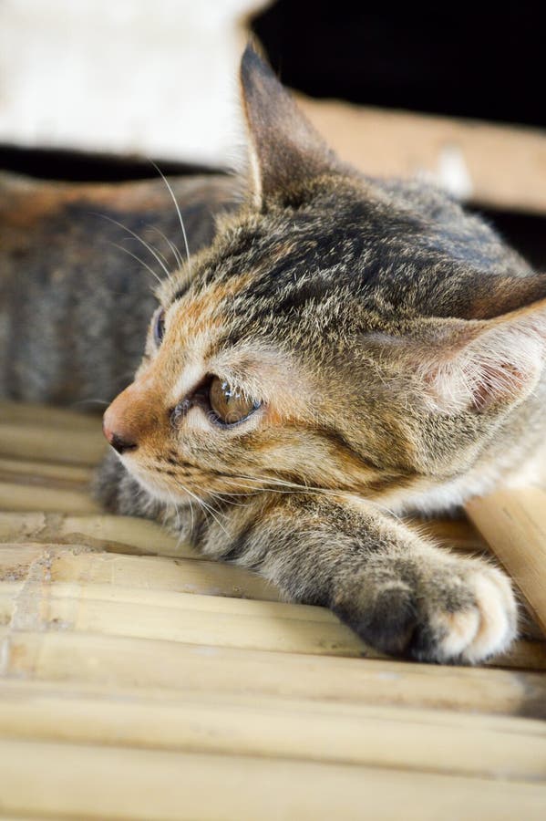 Tabby cat on bamboo floor stock image. Image of close - 118670995