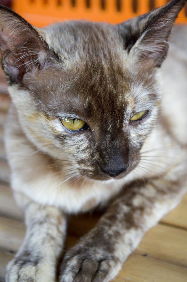 Tabby cat on bamboo floor stock image. Image of tabby - 118671841