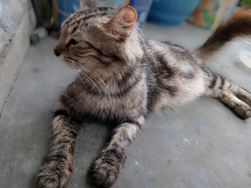A Close Up of a Tabby Cat with Green Eyes Lying on a Concrete Floor ...