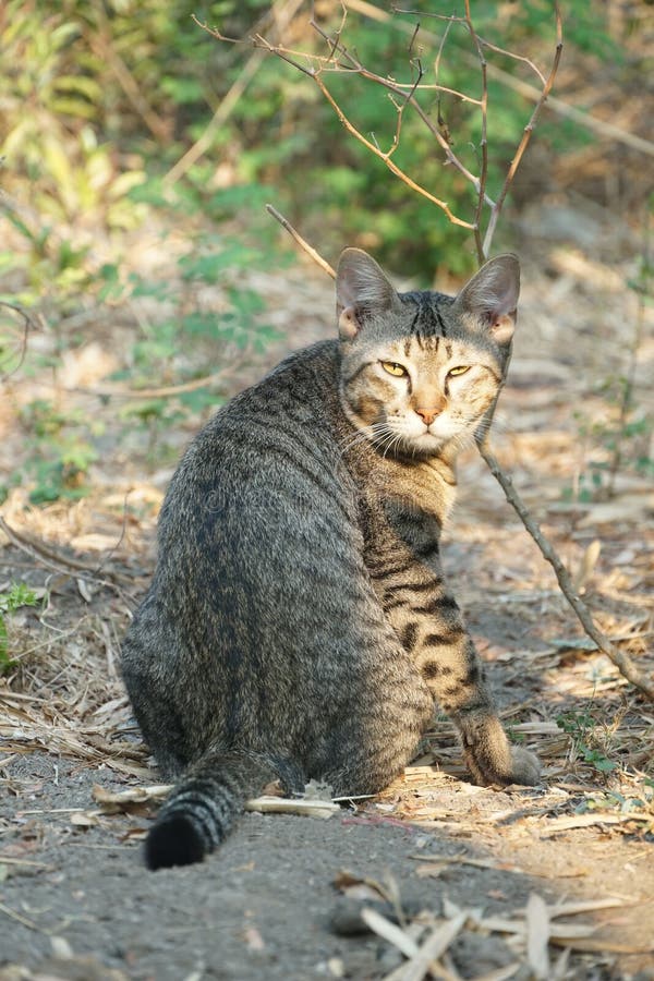 Tabby cat on the ground stock photo. Image of mammal - 181853952