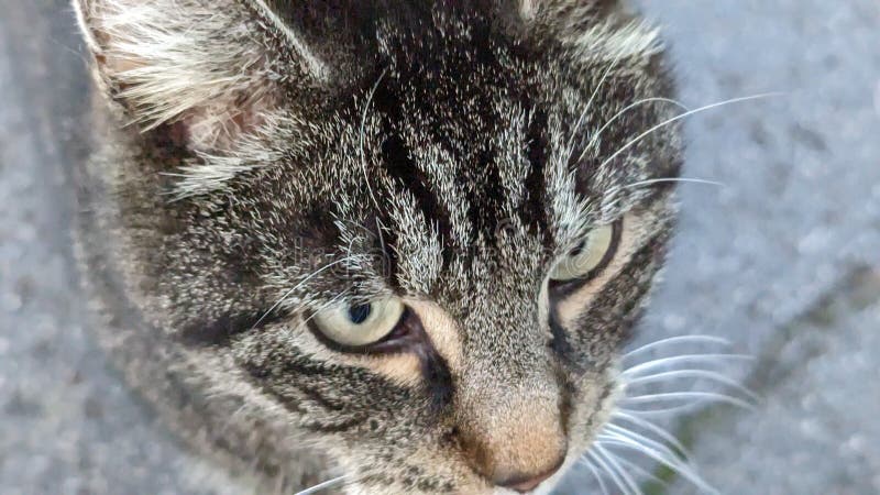 Close Up of a Tabby Cat Looking at Camera, Selective Focus Stock Image ...