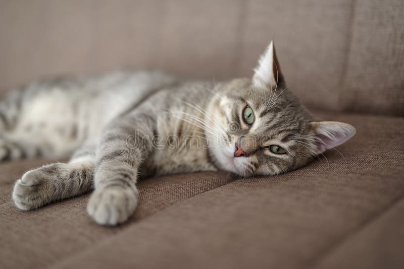 Close Up of a Tabby Cat Napping on the Couch Stock Photo - Image of tabby, people: 394541502