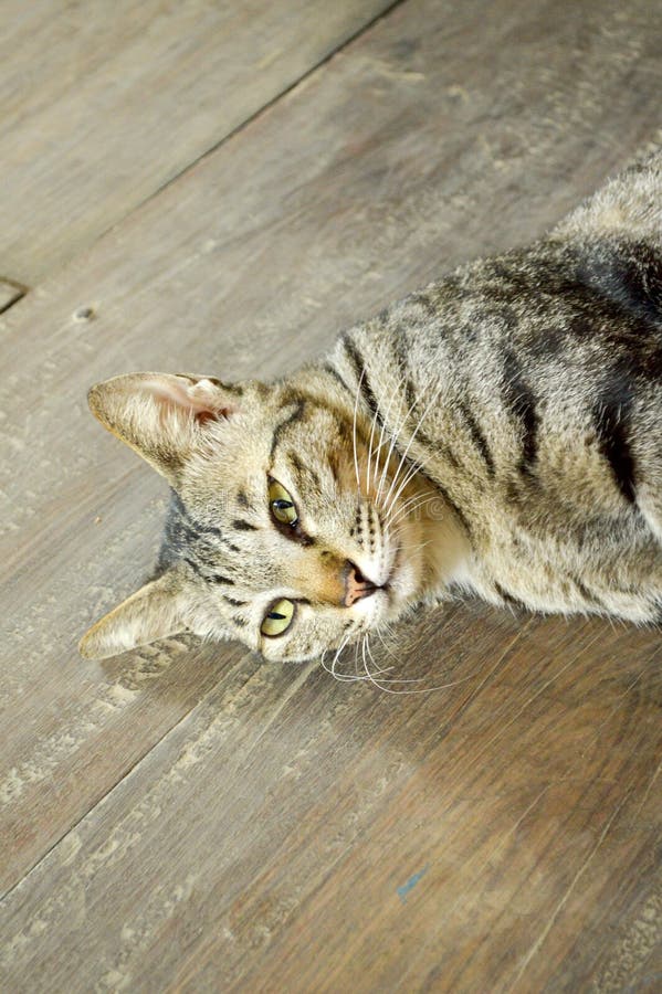 Tabby cat on plank floor stock photo. Image of nature - 151987768