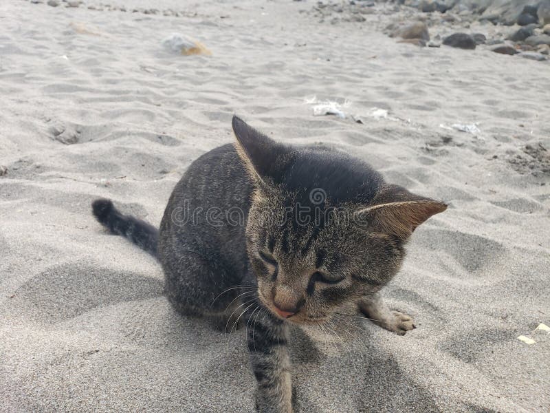 A Tabby Cat on a Sandy Beach Stock Photo - Image of white, shore: 348401368