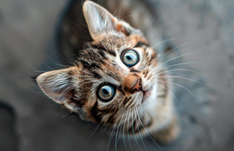 Close Up of Tabby Kitten Looking Up with Curious Expression Stock Image ...