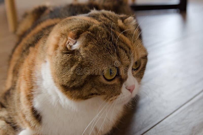 Close Up Tabby Multicolor Scottish Fold Years Cat Stock Image - Image ...