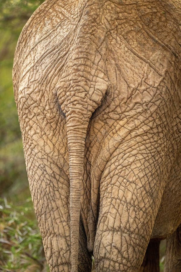 Close-up of Tail of African Bush Elephant Stock Image - Image of jogi ...