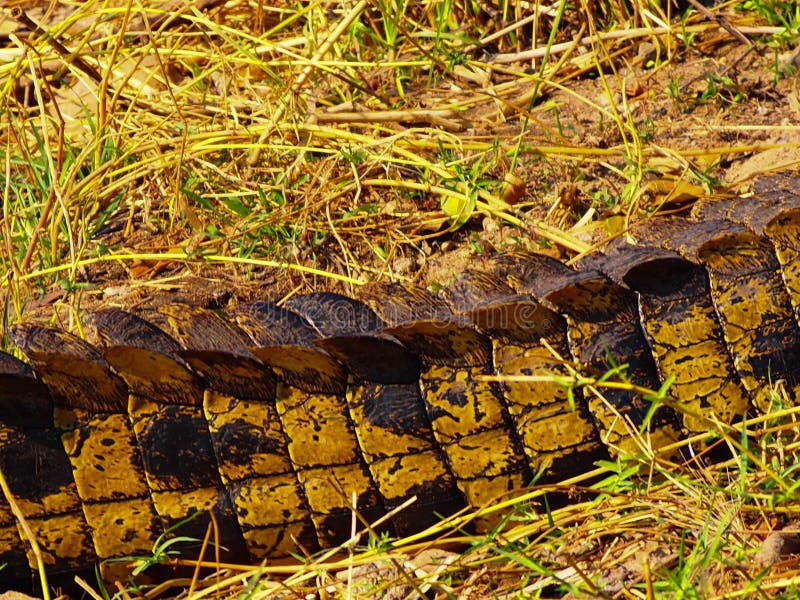 Crocodile scales. stock image. Image of 070614s0025, scales - 4485719