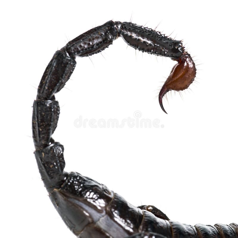 Scorpion Front View Photos - Free & Royalty-Free Stock Photos from ...