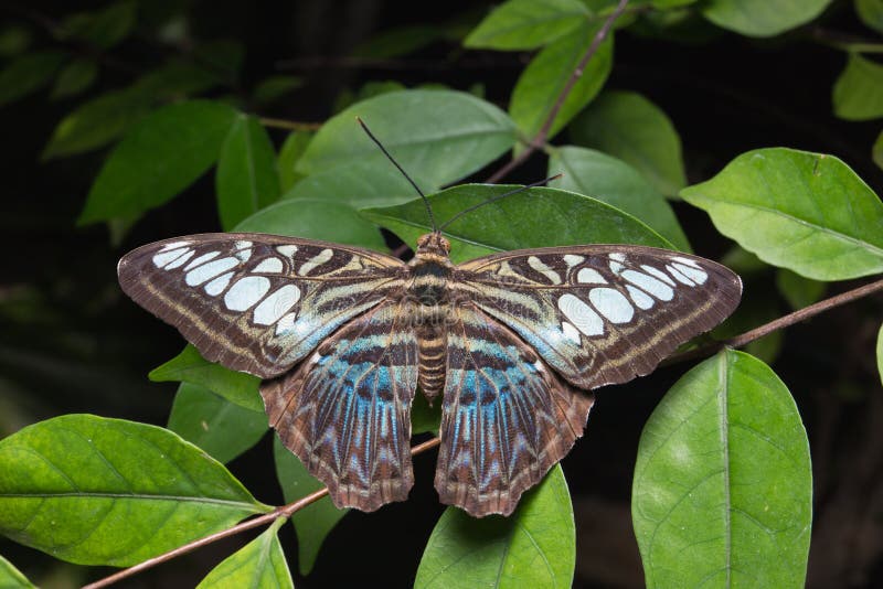Close Up of Tailed Jay (Graphium Agamemnon) Stock Image - Image of ...