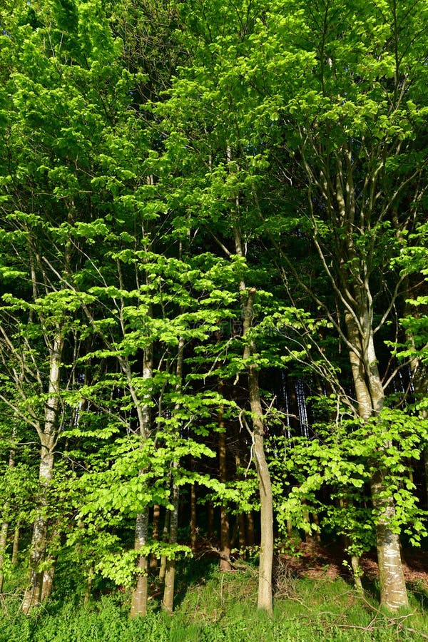 Close-up of Tall Deciduous Trees Standing in a Forest. the Trees Have ...