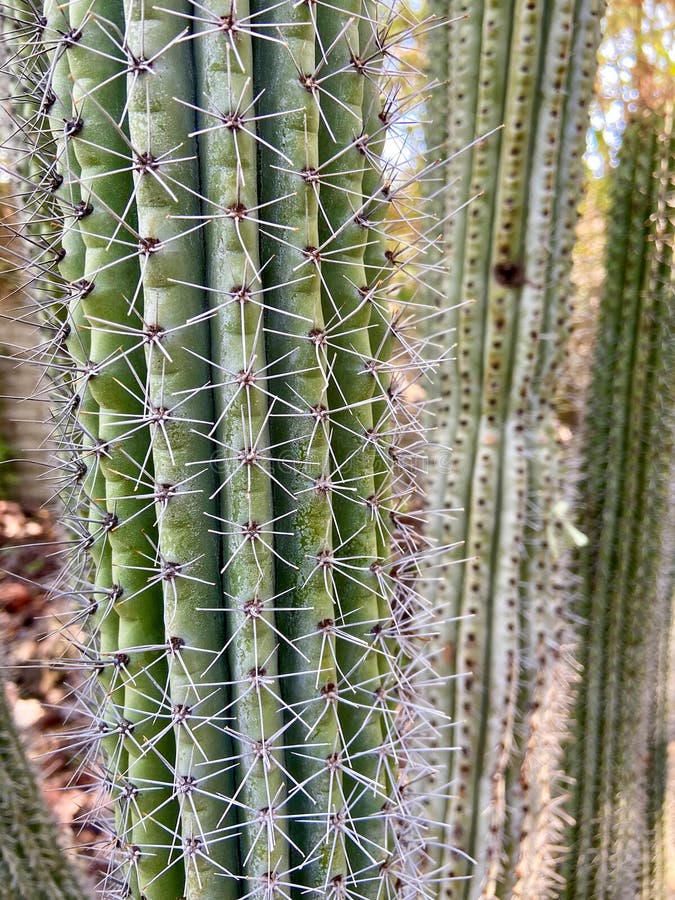 Close-up of Tall Different Types of Cactus Stock Photo - Image of tall ...